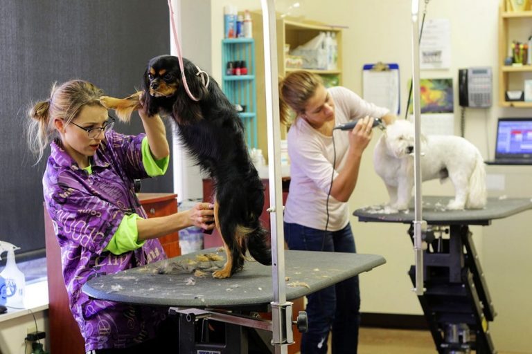 Everything You Should Know About Dog Grooming And Bathing | Pet Blog