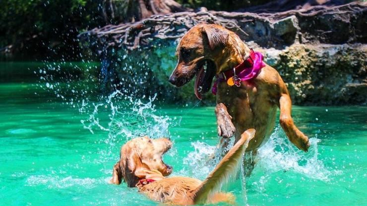 What Should You Know About Search and Rescue Dog Training?