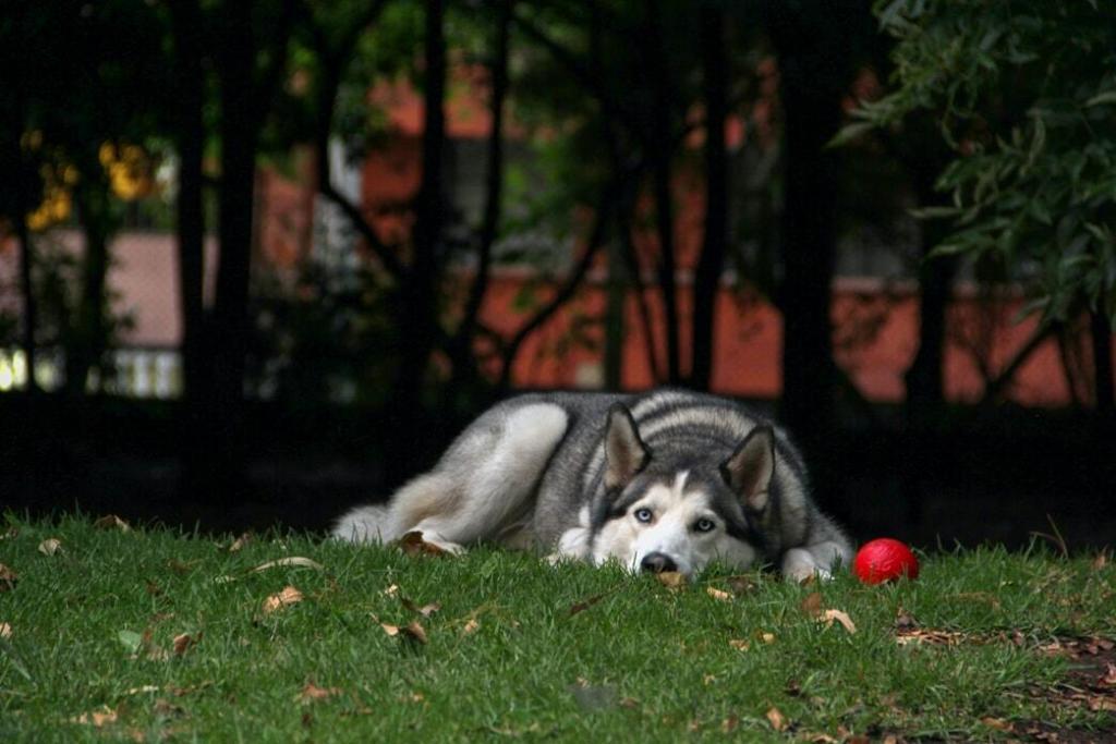 4 Causes And Remedies For A Dog Limping Back Leg After Running PetvBlog