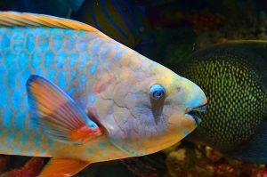 The Beauty of Your Aquarium: Parrot Fish | Pet BLoG