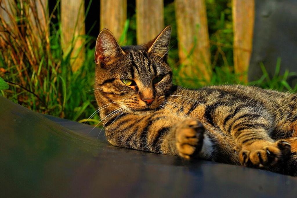 What Mom Never Told You About Cat Breeds In UK PetvBlog What Mom Never Told You About Cat Breeds In UK PetvBlog
