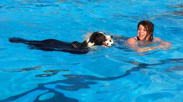 Why Your Dog Needs a Paddling Pool | Pet BLoG
