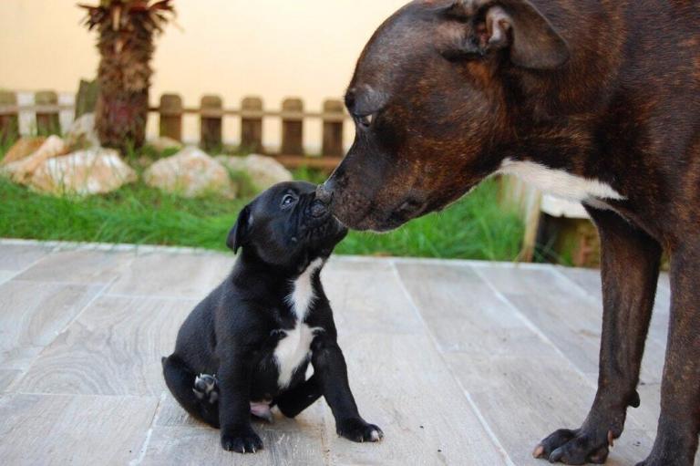 All You Need to Know About the Staffy Dog | Pet BLoG