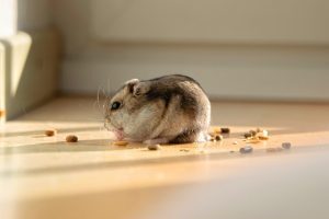 The Lifespan of a Pet Rat: How to Manage a Short Life Expectancy | Pet BLoG