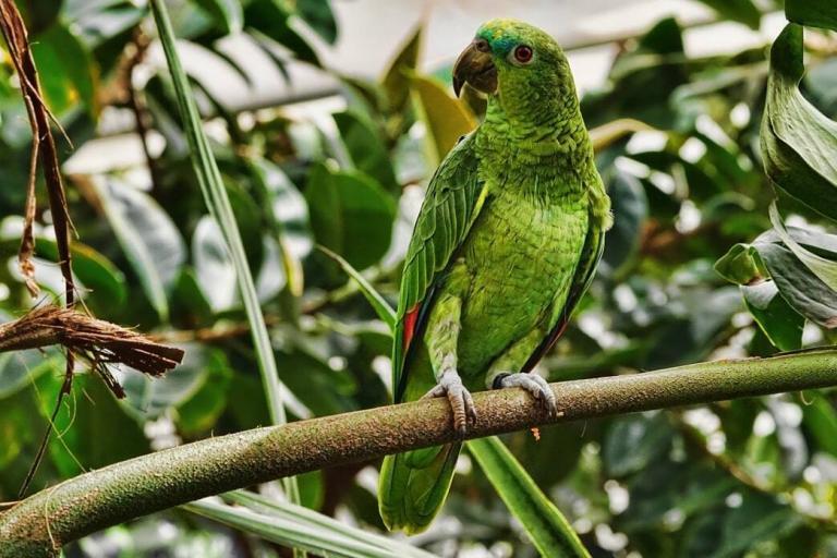 How to Differentiate Parrots Using a Parrot Identification Chart | Pet BLoG