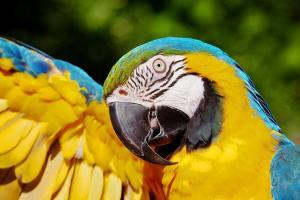 Understanding Your Parrot’s Molting Process | Pet BLoG