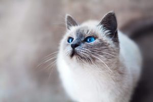 The Ojos Azules Cat: A Fantastic Feline Pet | Pet BLoG