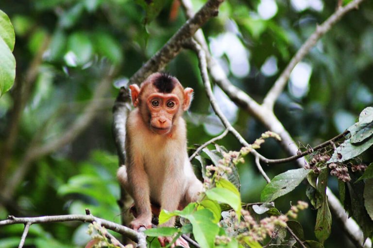 Small Monkey Breeds That Can Be Kept as Pets | Pet BLoG