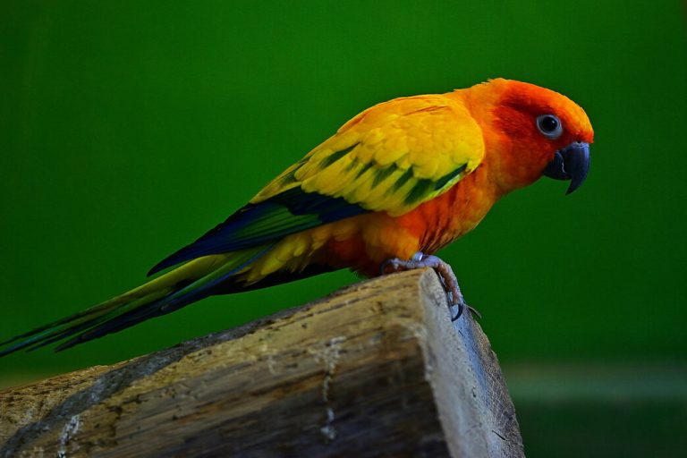 Everything You Need to Know About Red Rump Parakeets | Pet BLoG