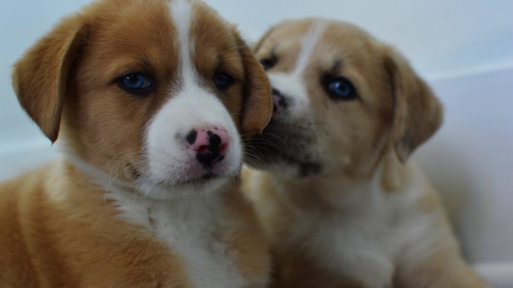 How to Deal with Overbite in Dogs? | PetvBlog