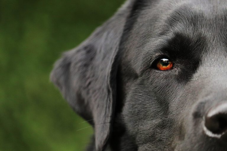 Dog Ear Wax Color Chart: What the Colors Mean? | Pet BLoG