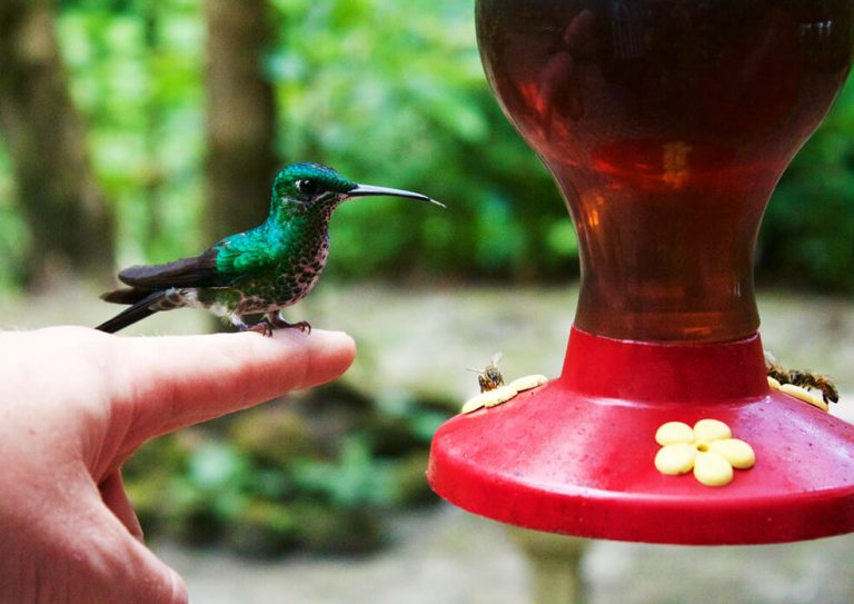 The Life of a Hummingbird, Summarized | Pet BLoG