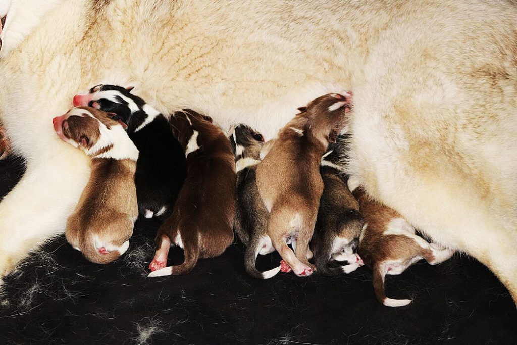 Six Week Old Puppy Feeding Schedule PetvBlog