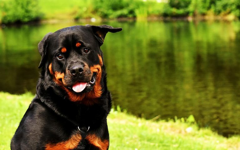 A Rottweiler Feeding Chart to Help Ensure Your Dog Is Healthy | Pet BLoG