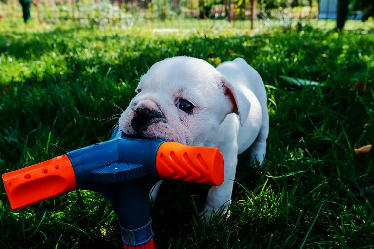 What Should Ten Week Old Puppy Poop Be Like PetvBlog What Should Ten Week Old Puppy Poop Be Like PetvBlog