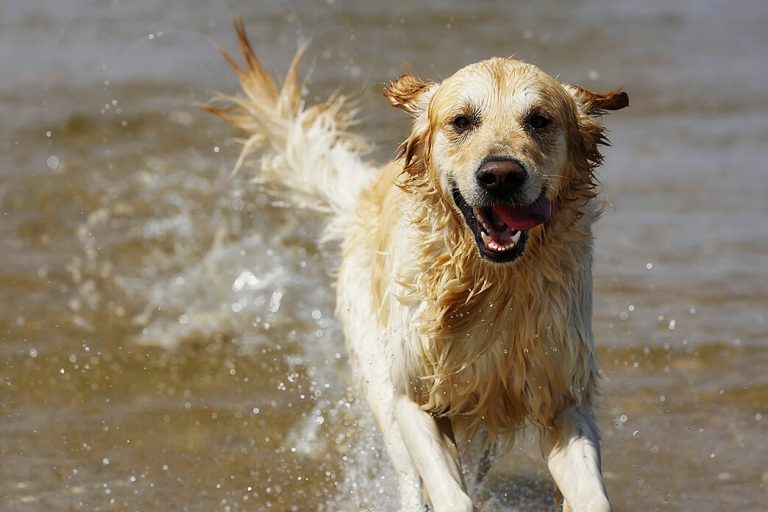 Why Do Golden Retrievers Drool? | Pet BLoG