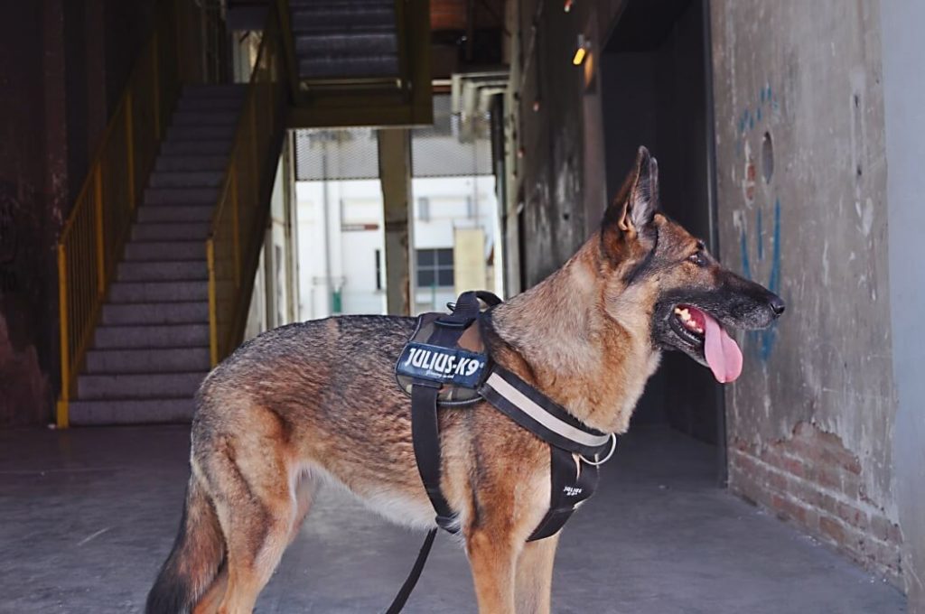 Learning The Most Essential K9 Commands PetvBlog Learning The Most Essential K9 Commands PetvBlog