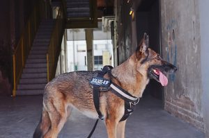 Learning the Most Essential K9 Commands | Pet BLoG