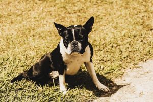 How to Use Puppy Pads and Outdoor Potty Training Together? | Pet BLoG