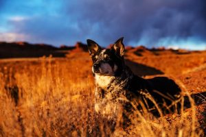 The Blue Shepherd Dog Breed: All You Need to Know | Pet BLoG