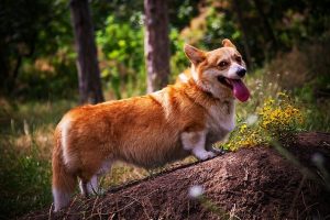 Corgi Tail Docking: What Is it and Is it Necessary? | Pet BLoG