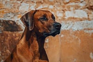The Corgi-Great Dane Mix: What Makes This Dog Special? | Pet BLoG